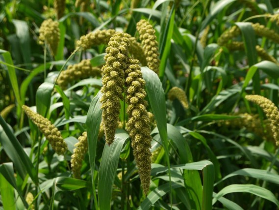 Is it good to switch for a Millets based Diet? - Food and Remedy